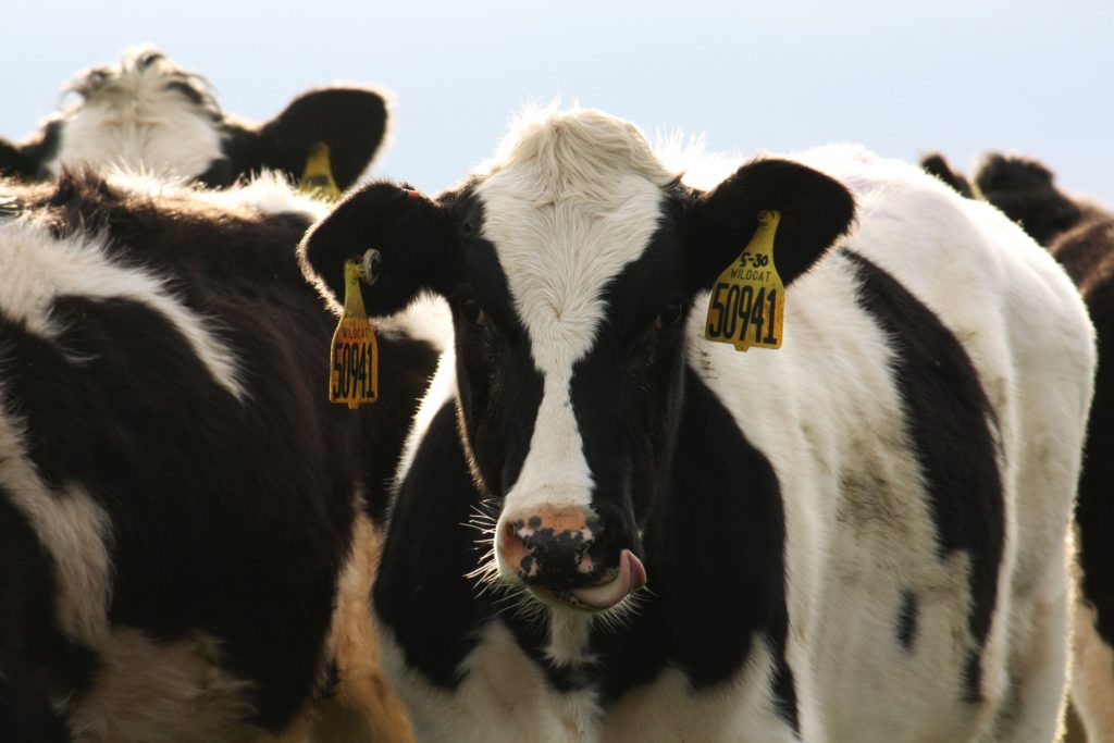 Our Story - Volleman's Family Farm