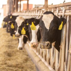 Our Story - Volleman's Family Farm